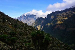 Rwenzori – Glaciers Of The Mountains Of The Moon